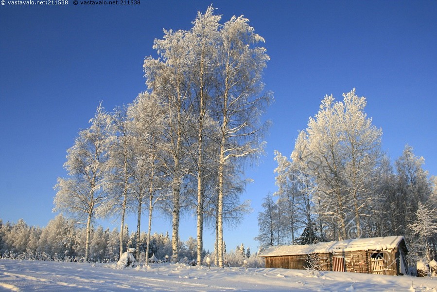 Kuva: Talvista maisemaa - puu puut koivu koivut talvi talvipäivä ...