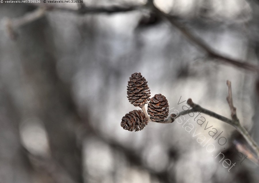 Kuva: Lepän emikukinto - leppä emikukinto kaksineuvoinen oksa talvi ...