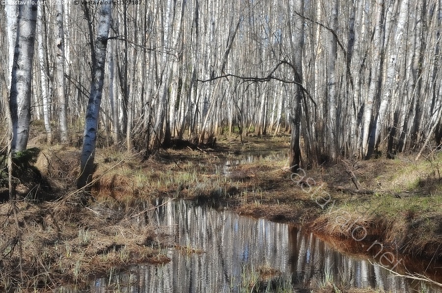 Kuva: Rämeikkö - rämeikkö oja vesi vaikeakulkuinen koivu koivupuu tiheä ...