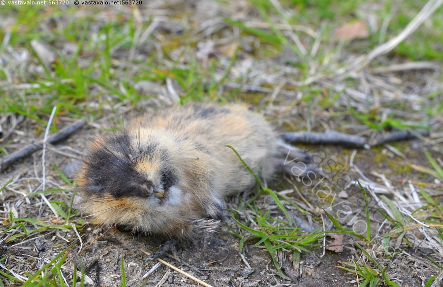 Kuva: Kuollut tunturisopuli - Lappi jyrsijä sopuli tunturisopuli ...