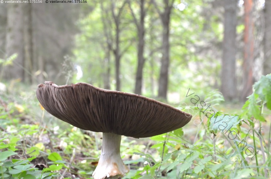 Kuva: Akansieni - akansieni Chlorophyllum rachodes syyskuussa ...