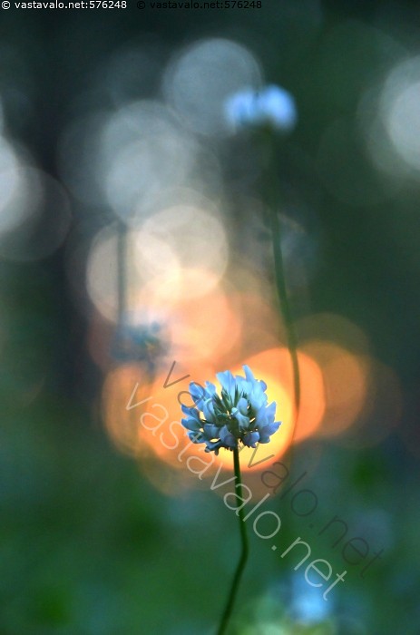 Kuva: Apila - apila valkoapila Trifolium repens kukkii kukassa ...