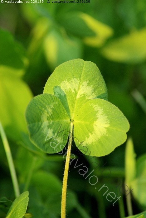 Kuva: Apilanlehti - apila lehti kolmiapila apilan ruoho kasvi heinä ...