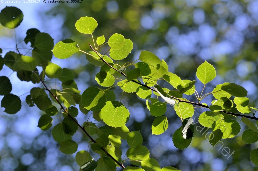 Kuva: Haapa - haapa lehti haavanlehti haavanoksa haavanlehdet ...