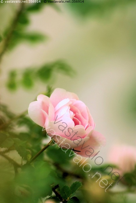 Kuva: Juhannuksen ruusu 2 - ruusu pinkki vaaleanpunainen ruusunkukka ...