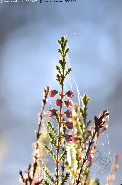 Kuva: Kanerva - kanerva Calluna vulgaris kukkii kukka kukat seitti ...