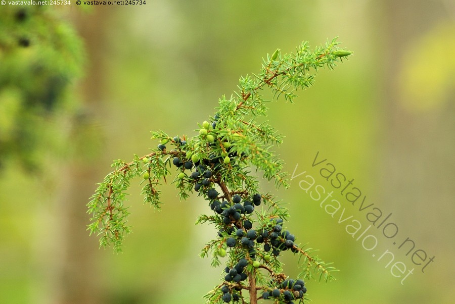 Kuva: Katajanmarja - kataja marja katajanmarja sininen käpy siniset ...
