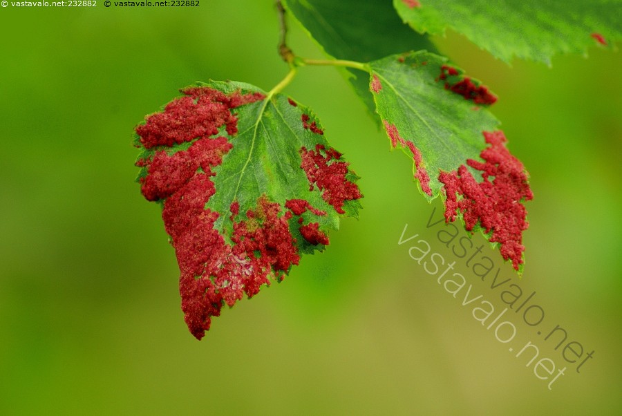 Kuva: Koivunpunanukkapunkki - punkki koivu lehti punanukkapunkki ...