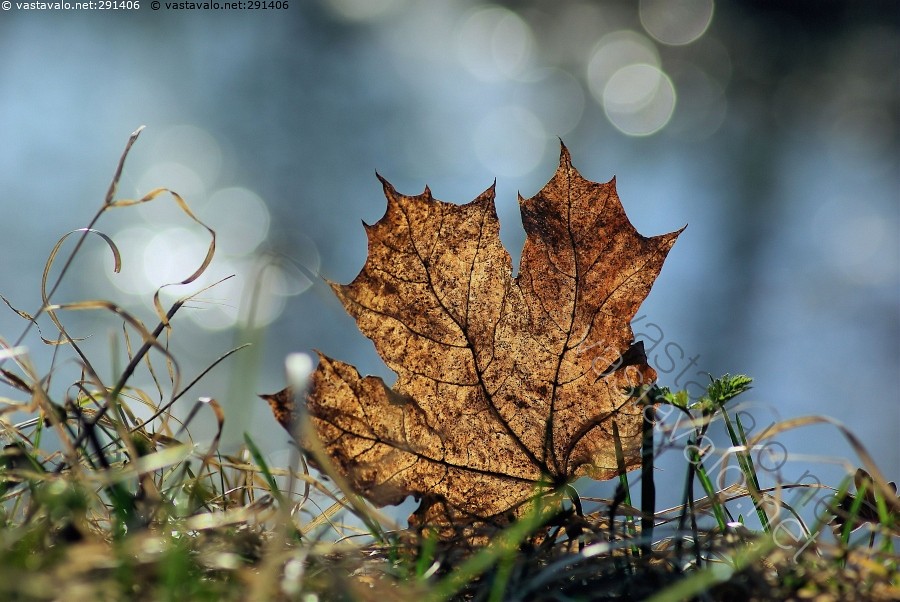 Kuva: Kuiva mutta kaunis - kuiva lehti vaahtera ruskea kuivunut ...
