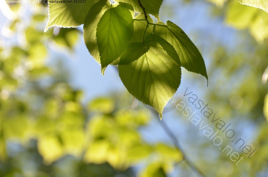 Kuva: Lehmuksen lehdet - lehmus Tilia lehtipuu lehti lehdet oksa ...