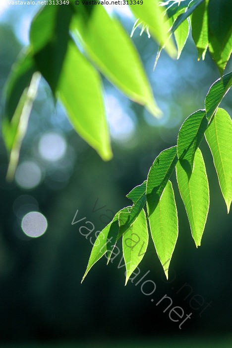 Kuva: Lehtipuun siimeksessä - lehti saarni vihreät lehdet lehtipuu ...