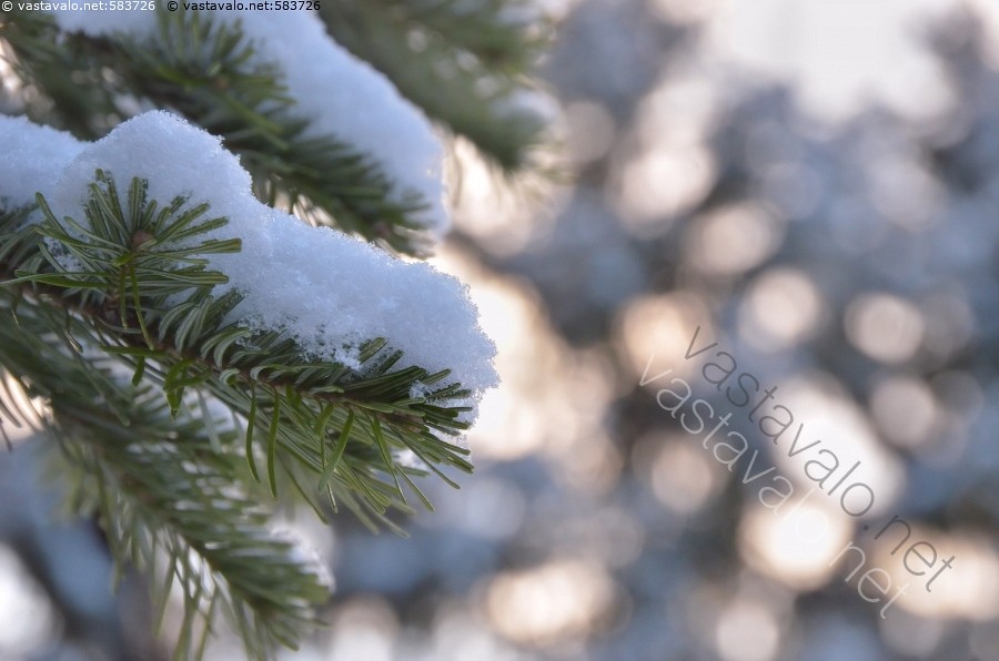 Kuva: Luminen kuusenoksa tammikuussa - lumi luminen oksa kuusenoksa ...