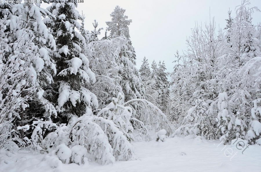 Kuva: Luminen metsä - lumi talvi joulukuu puu metsä kuusi kuuset ...