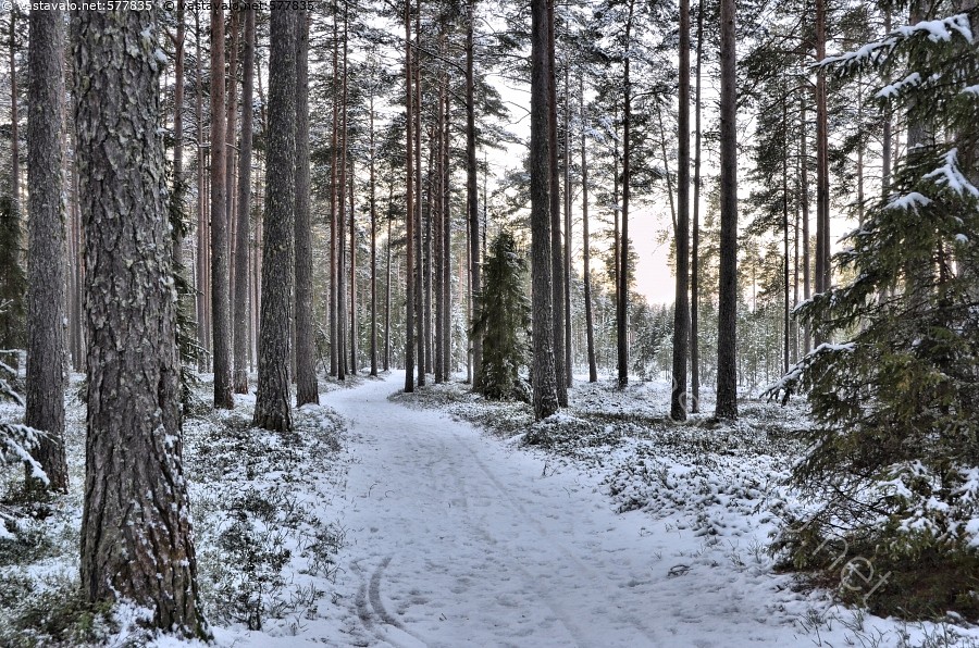 Kuva: Luminen metsäpölku - lumi luminen metsä metsämaisema polku ...