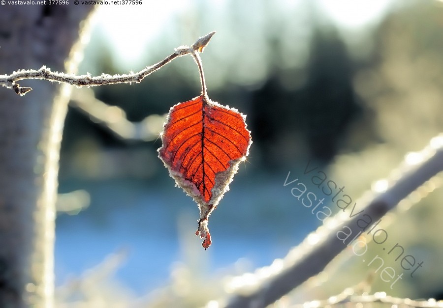 Kuva: Marraskuun leppä - syksy syksyinen lepänlehti lehti leppä puu ...