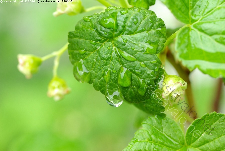 Kuva: Mustaherukkapensas sateessa - lehti pisara kukka lehdellä sade ...