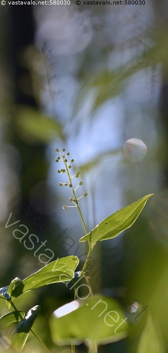 Kuva: Oravanmarja metsässä - oravanmarja Maianthemum bifolium metsä ...