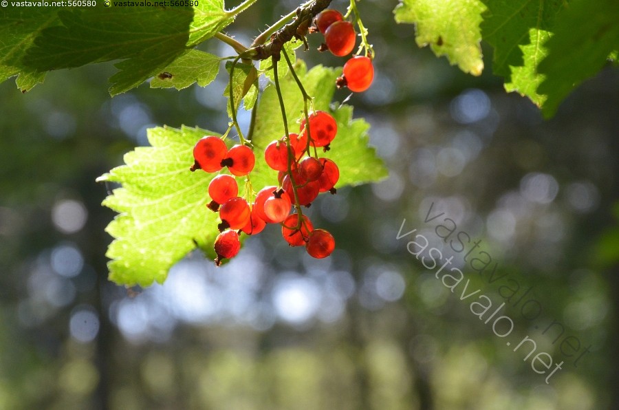 Kuva: Punainen viinimarja - punainen viinimarja Ribes rubrum ...