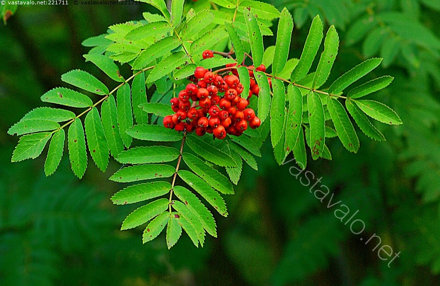 Kuva: Punertaa marjat pihlajan - pihlajanmarja pihlaja punainen marja ...
