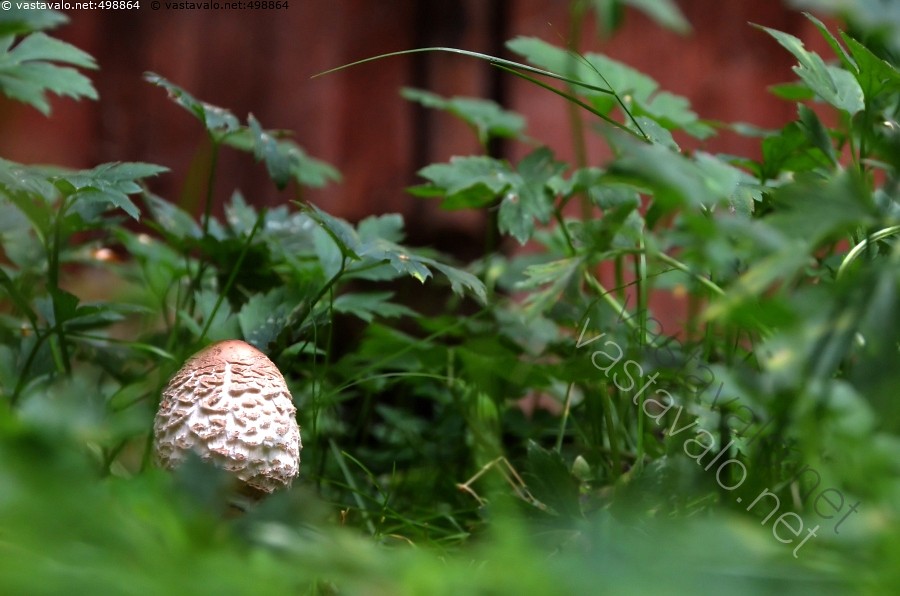 Kuva: Sieni aitan seinustalla - sieni nuori ukonsieni lakki punainen ...