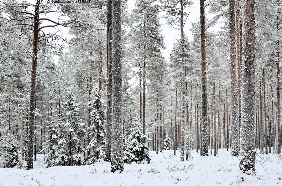 Kuva: Talvinen metsä - metsä talvella talvinen luminen mänty kuusi ...