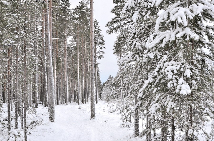 Kuva: Talvinen metsäpolku - talvi talvinen metsä mäntymetsä metsäpolku ...