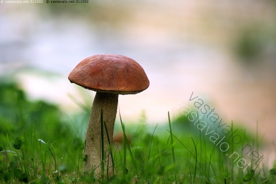 Kuva: Tatti - punikkitatti tatti sieni Fungus lakki jalka ruohikko ...