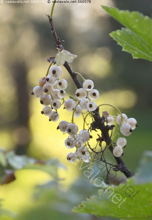 Kuva: Valkoinen viinimarja - valkoinen viinimarja Ribes rubrum ...