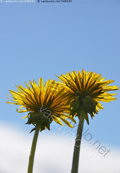 Kuva: Voikukkapari - voikukka Taraxacum officinale voikukat kaksi ...