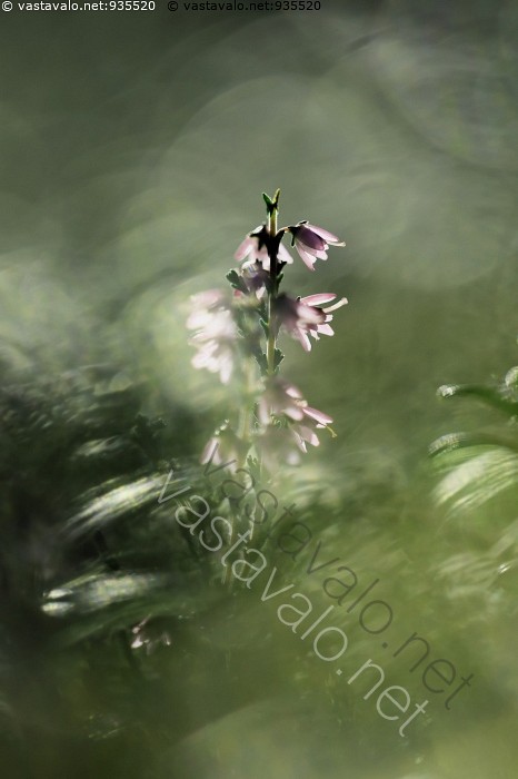 Kuva: Kanerva - kanerva Calluna vulgaris kukkii lila kukka lilat kukat ...