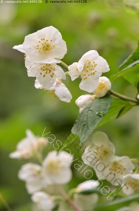 Kuva: Pihajasmike - pihajasmike Philadelphus coronarius koristepensas ...