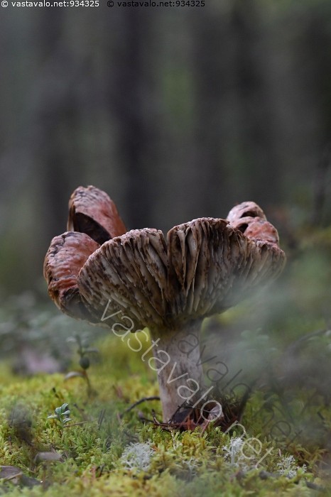 Kuva: Sienivanhus - sieni lakki jalka yli-ikäinen helttasieni ...