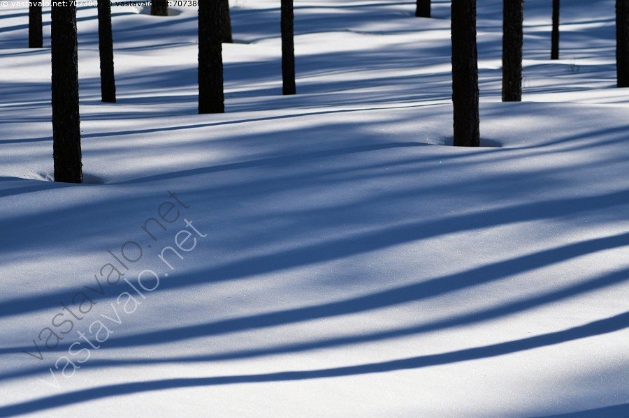 Kuva: Talvinen metsä - talvi metsä talvinen luminen metsämaisema varjo ...