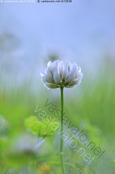 Kuva: Valkoapila - valkoapila Trifolium repens valkoinen kukinto kukka ...