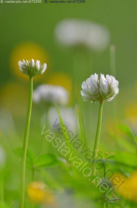 Kuva: Valkoapiloita - apila valkoapila Trifolium repens luonnonkukka ...