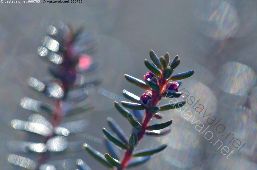 Kuva: Variksenmarjan nuppuja - Empetrum nigrum variksenmarja kaarnikka ...