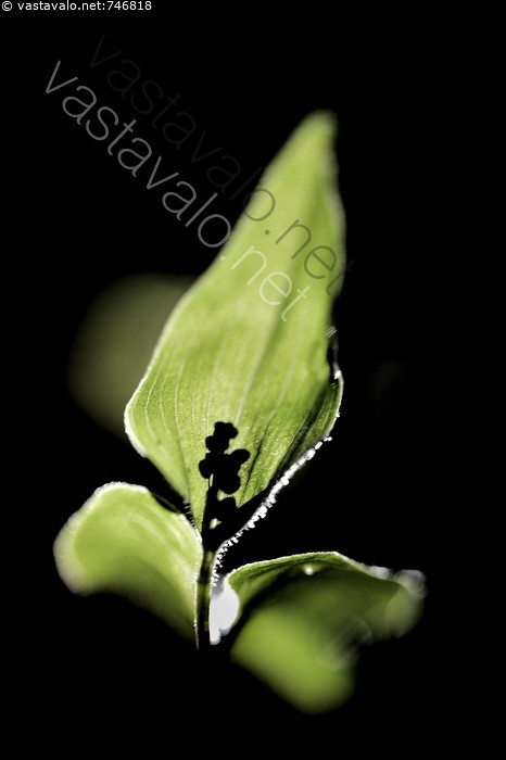 Kuva: Varjo lehdellä - oravanmarja Maianthemum bifolium nuppu nuput ...