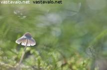 Kuva: Hiipot - hiippo hiipot sieni sienet kaksi hiippoa lakki lakit ...