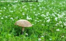 Kuva: Sieni - sieni läpikuultava lakki vaaleanruskea heltta ...