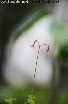 Kuva: Vanamot - vanamo kaksoiskukka Linnaea borealis kukkii kukkia ...