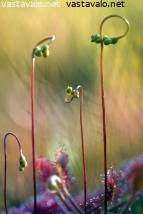 Kuva: Kihokki - kihokki pitkälehtikihokki kihokit Drosera anglica ...