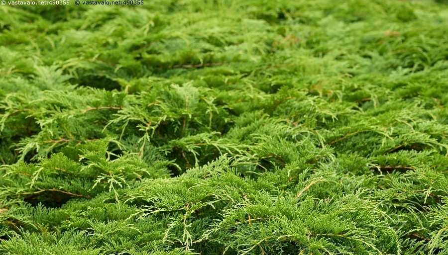 Kuva: Tuivio - Microbiota decussata havukasvi havupensas kasvi kasvusto ...