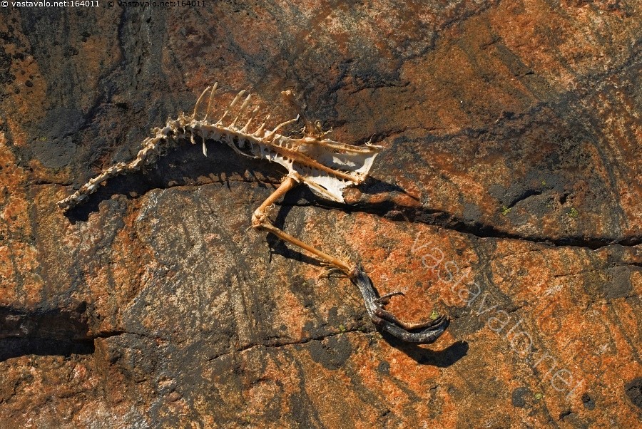 Kuva: Dinosaurusten jälkeläinen - lintu linnun ranka luuranko kallio ...