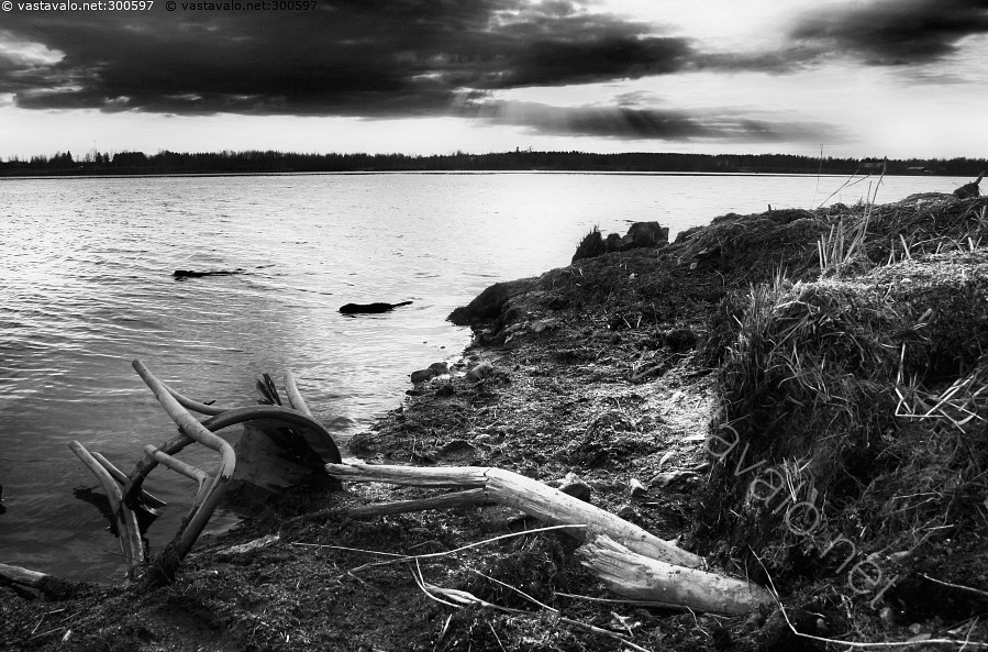 Kuva: Piisamit II - Piisami ranta eläin eläimet vesirotat vesirotta ...