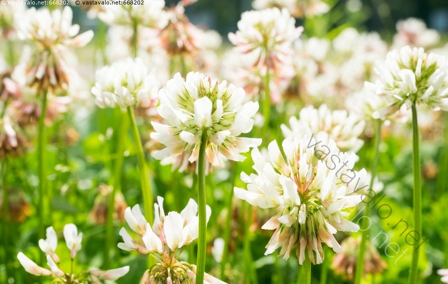 Kuva: Valkoapila - valkoapila apila kukka kukkia kukkiva kukat kasvi ...