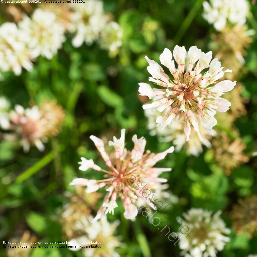 Kuva: Valkoapila - valkoapila apila kukka kukkia kukkiva kukat kasvi ...