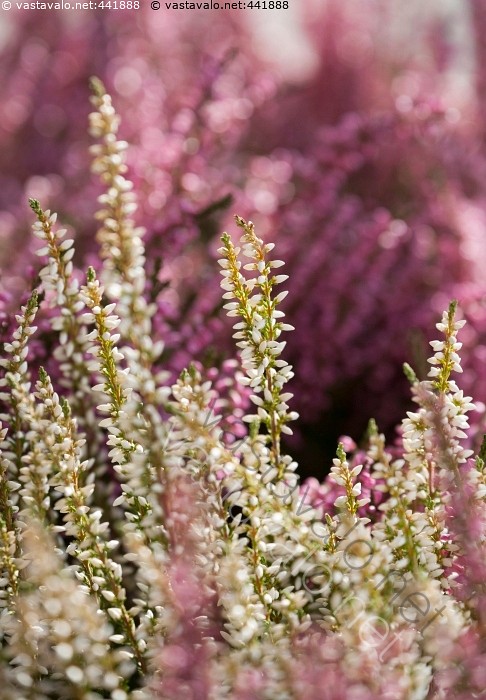 Kuva: Kanerva - kanerva valkoinen Calluna vulgaris kasvi kanervakasvi ...