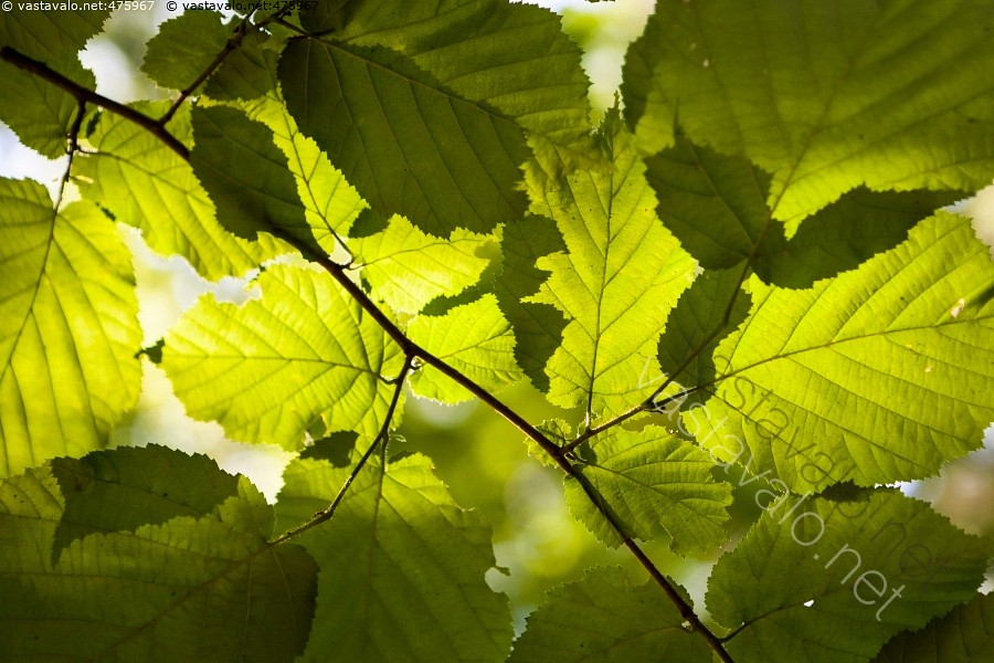 Kuva: Lepän lehvästöä - leppä Alnus puu lehti vihreä lehtivihreä ...