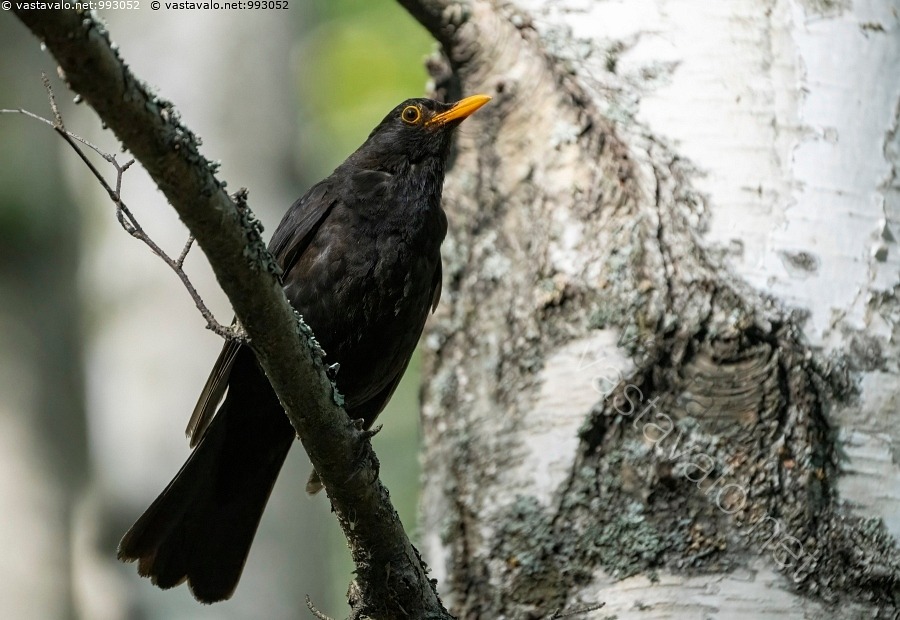Kuva: Mustarastas oksalla - mustarastas Turdus merula koiras oksa puu ...