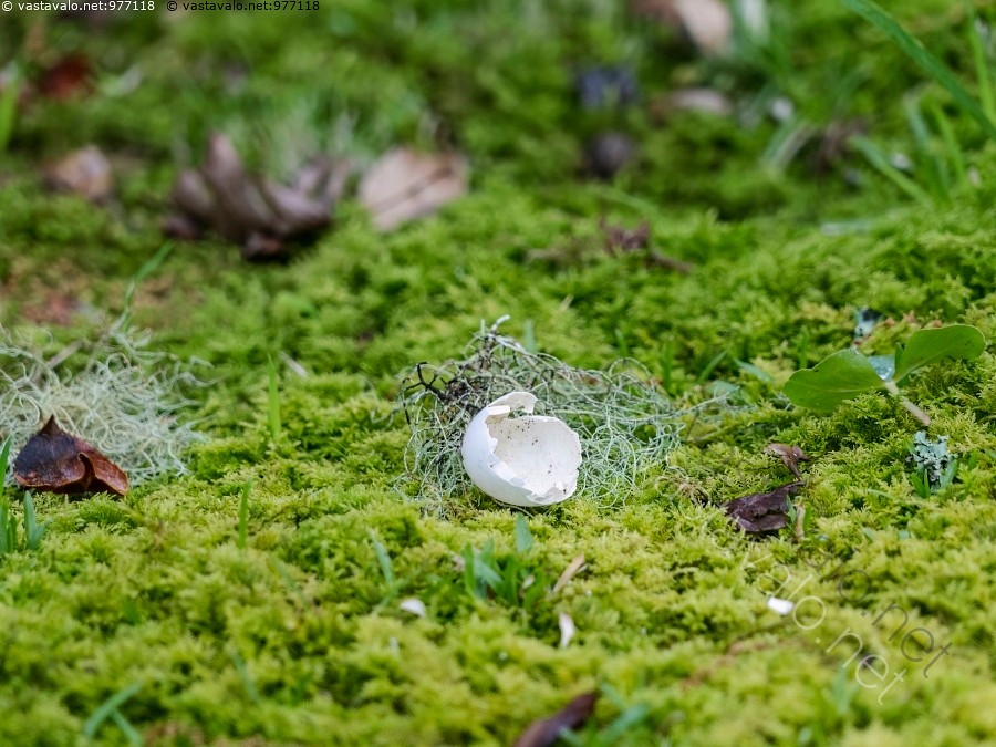 Kuva: Vain kuori jäljellä - Azorit linnunmuna linnun muna munankuori ...